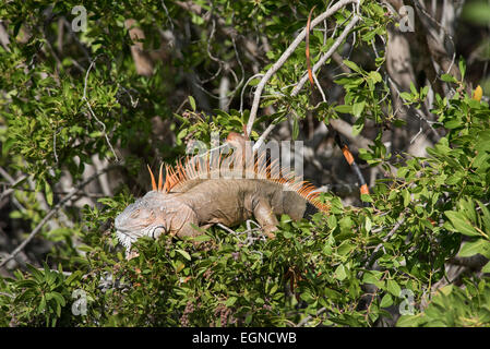 A green iguana in Key West, Florida, USA with green grass in front and ...