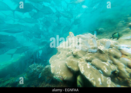 Subic Bay, Luzon, Philippines, Southeast Asia, Asia Stock Photo - Alamy