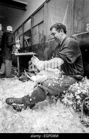 Champion turkey-plucker Vincent Pilkington at work inside Parkminster ...