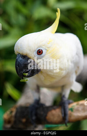 close up of cockatoo side profile Stock Photo - Alamy
