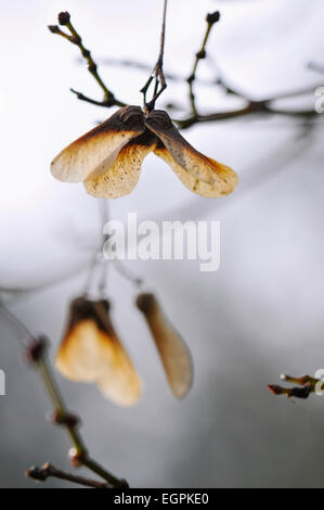 Field Maple winged seeds Acer campestre Stock Photo - Alamy