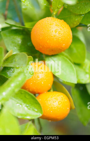 Citrus x microcarpa. Calamondin orange growing in a protected ...