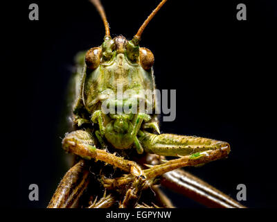 Macro shot of a grasshopper on a green leaf against a blurry background ...