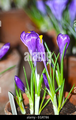 Spring red tulips and purple crocuses (closeup Stock Photo - Alamy