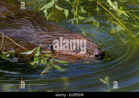 European beaver, Bavaria, Germany, Europe / Castor fiber Stock Photo ...