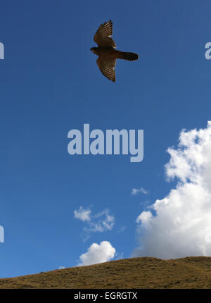 New Zealand falcon diving flying Stock Photo - Alamy
