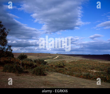View across sandy heathland Hampton Ridge between Fritham and Frogham ...