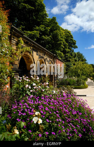 A Purple Flower; Northumberland, England Stock Photo - Alamy
