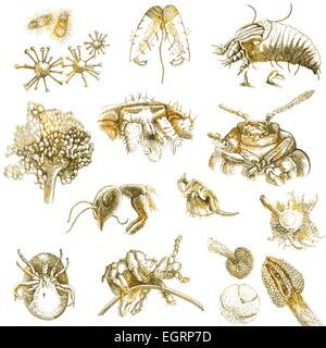 An hand drawn illustration - microorganisms collection Stock Vector ...