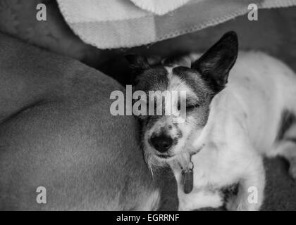 Marmite the dog Stock Photo - Alamy