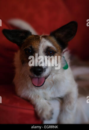 Marmite the dog Stock Photo - Alamy