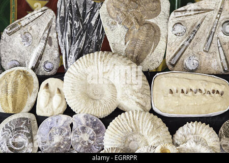 Fossils in an old market, detail of a fossil stone, classical ...