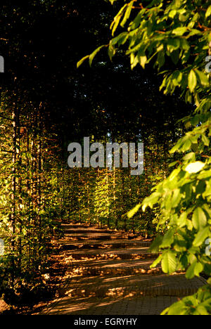 Beech tunnel, The Alnwick Garden Stock Photo - Alamy