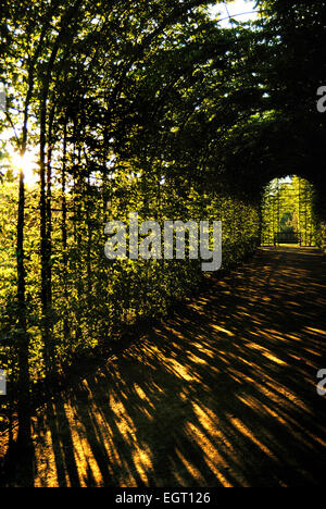 Beech tunnel, The Alnwick Garden Stock Photo - Alamy