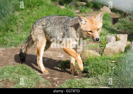 Andean fox, lycalopex culpaeus, culpeo, zorro culpeo or andean wolf ...