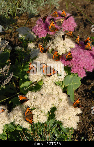 Small small tortoiseshell (Aglais urticae), mass feeding on leaves of ...