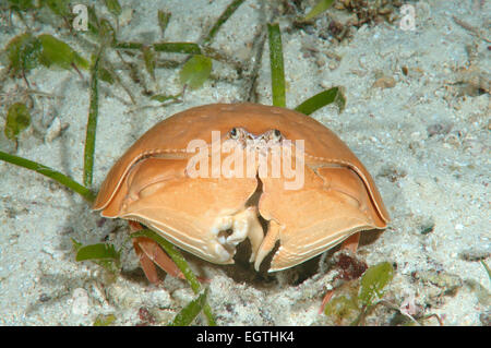 crab smooth (Calappa calappa) Bohol Sea, Cebu, Philippines, Southeast ...