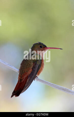 Cinnamon Hummingbird (Amazilia rutila), Costa Rica Stock Photo - Alamy