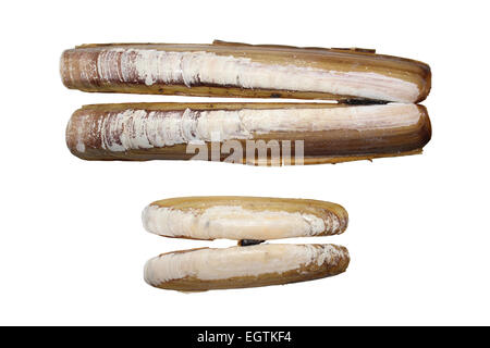 Razorshell Ensis arcuatus Stock Photo - Alamy
