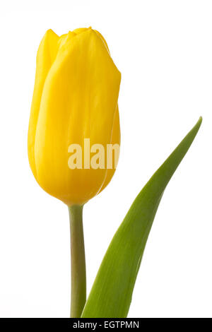 Spring easter background with yellow tulip on wood Stock Photo - Alamy