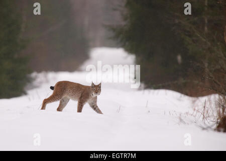 Wild and free elusive Lynx (Felis lynx), Estonia, Europe Stock Photo ...