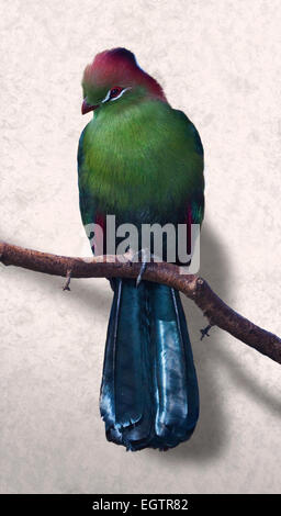 Fischer's Turaco (tauraco fischeri Stock Photo - Alamy