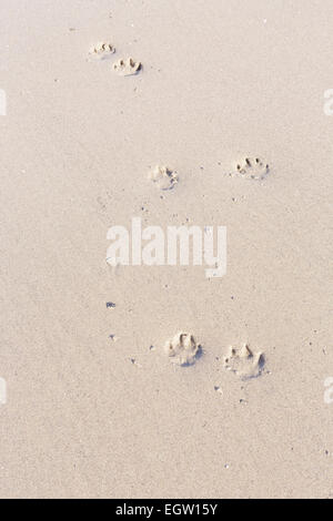 Pawprints on a sandy beach Stock Photo - Alamy