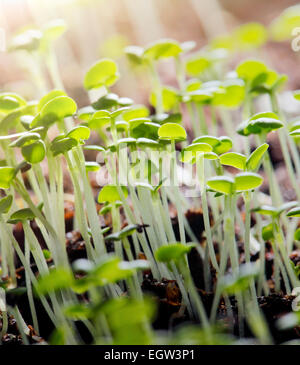 A thyme Thymus vulgaris plant with small green leaves and purple ...