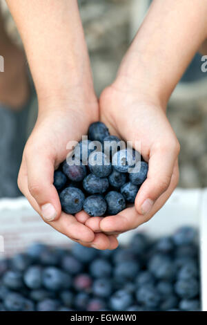 Handful of Fresh Picked Blueberries Stock Photo - Alamy