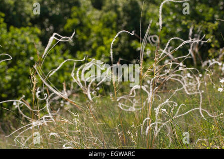 Feather Grass, Echtes Federgras, Feder-Pfriemengras, Mädchenhaargras ...