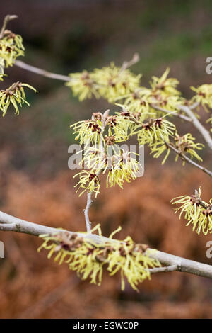 Winter flowers of Hamamelis x intermedia 'Pallida' witch hazel in an ...