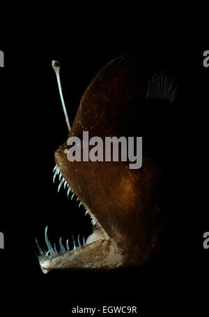 teeth of deep sea anglerfish or black seadevil, Diceratias pileatus ...
