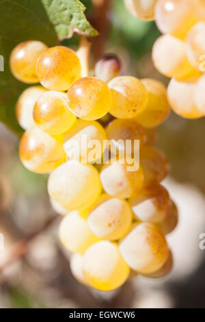 Grapes : Tempranillo Blanco Stock Photo - Alamy