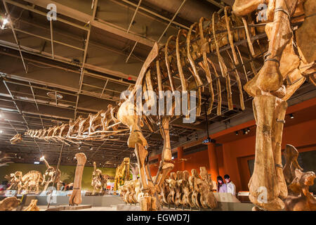 China, Skeleton of Daxiatitan Binglingi Stock Photo - Alamy