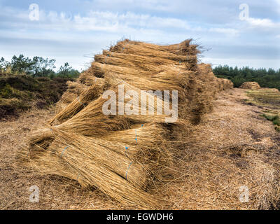 Reeds for thatching sampled in big bundles Stock Photo - Alamy