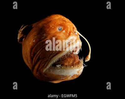 teeth of deep sea anglerfish or black seadevil, Diceratias pileatus ...