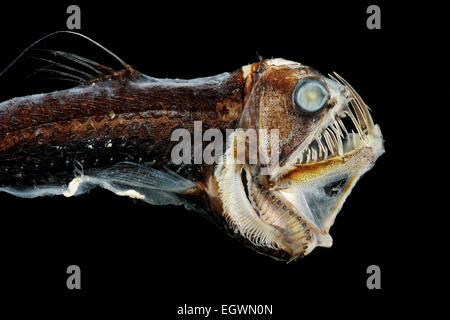 Deep sea fish Sloane's viperfish Chauliodus sloani Chauliodontinae ...