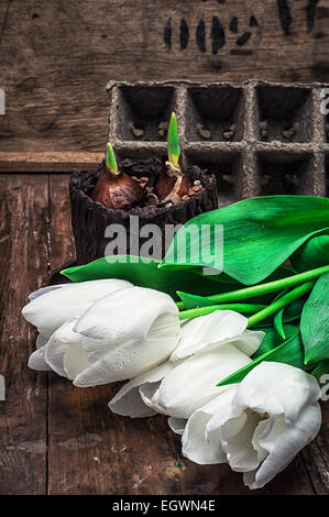 sprouted bulbs on white background fresh cut tulips Stock Photo - Alamy