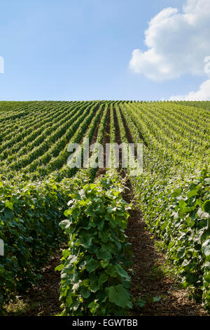 Vineyards in the Mountains of Reims Regional Park Champagne Trail route ...