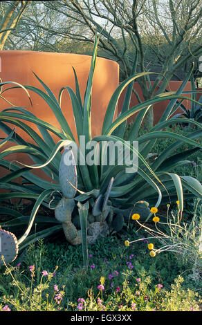 Agave vilmoriniana - octopus agave Stock Photo - Alamy
