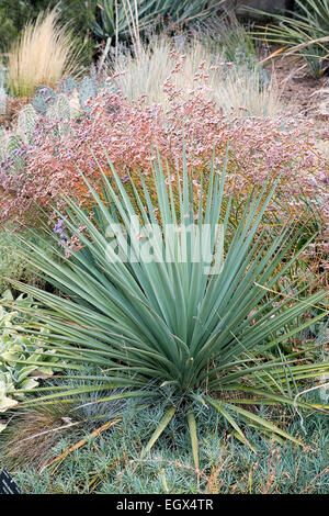 A spiky yucca creates a pleasing contrast in a compositon is a ...