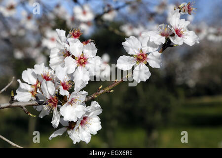 Almond blossom in Languedoc, south France Stock Photo - Alamy