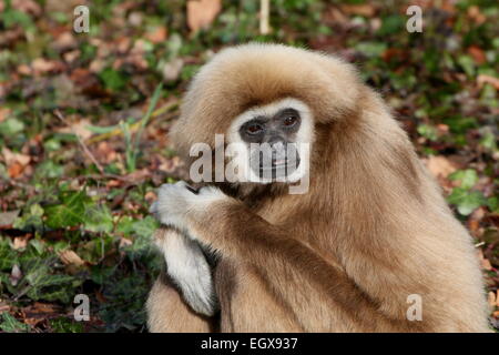 Closeup of the head of an Asian Lar Gibbon or White-Handed gibbon ...