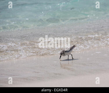 Greater Sand plover Charadrius leschenaultii on beach mandria cyprus ...