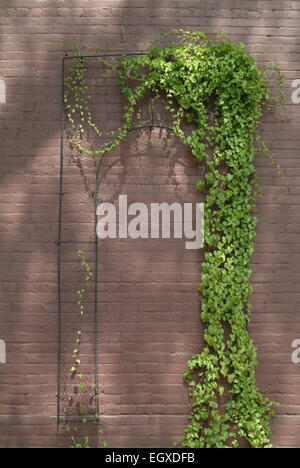 Vine on brick wall Stock Photo - Alamy