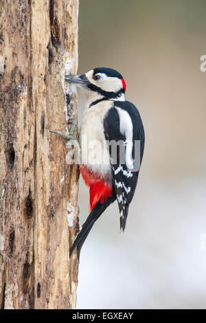 Great spotted woodpecker climbing on tree in autumn Stock Photo - Alamy