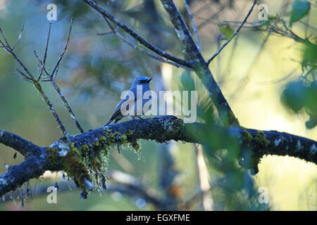 Dull blue flycatcher (Eumyias sordida) is a small passerine bird in the ...