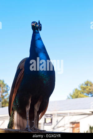 An Indian Peafowl Bird perched on a tree branch Stock Photo - Alamy