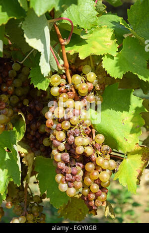 Grapes for making the famous wine Hungarian Tokaji Aszú Stock Photo - Alamy