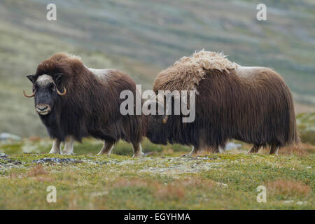 Muskox (Ovibos moschatus) female and bull on the tundra during rut in ...